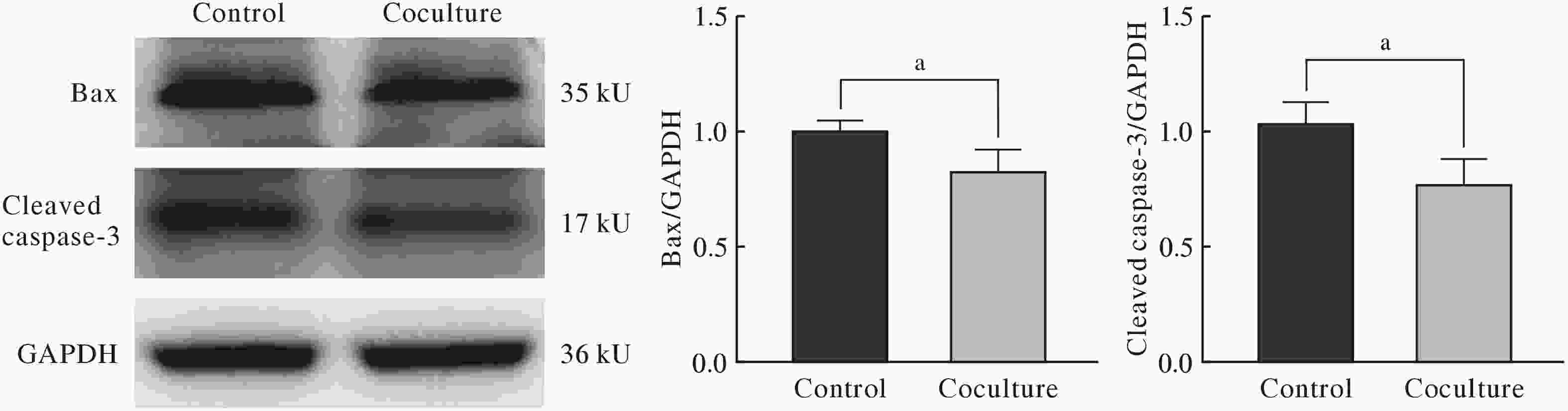 Transwell小室共培养条件下微血管内皮细胞对成骨细胞增殖、凋亡的影响