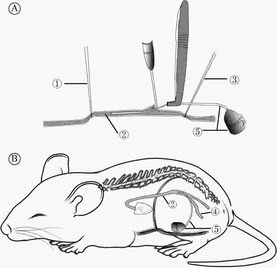 植入式生物遥测技术在劳力型热射病大鼠实验模型中的应用
