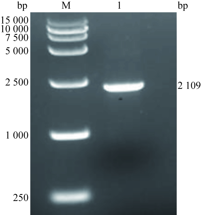 人HPIP基因真核表达载体的构建及其对肺癌细胞的生物学影响