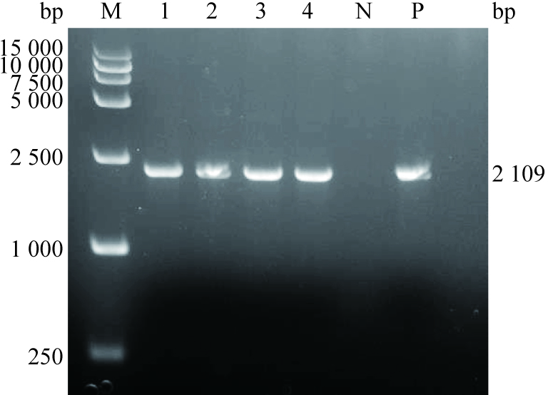 人HPIP基因真核表达载体的构建及其对肺癌细胞的生物学影响