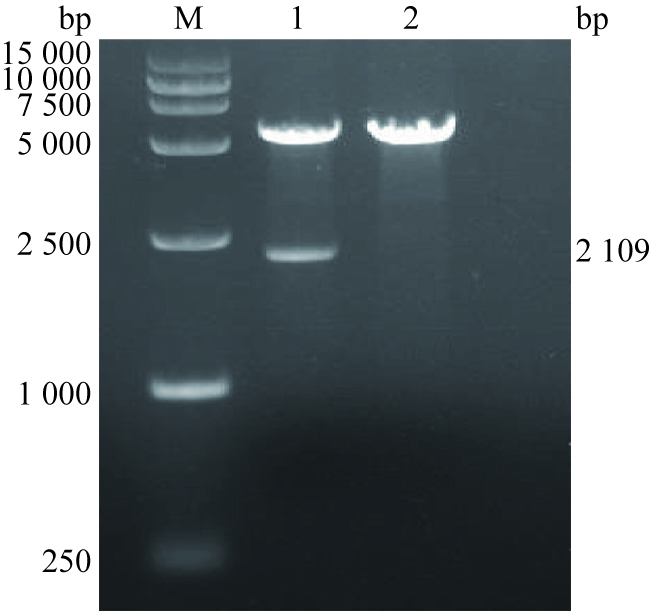 人HPIP基因真核表达载体的构建及其对肺癌细胞的生物学影响