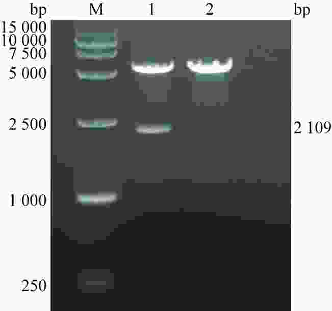 人HPIP基因真核表达载体的构建及其对肺癌细胞的生物学影响
