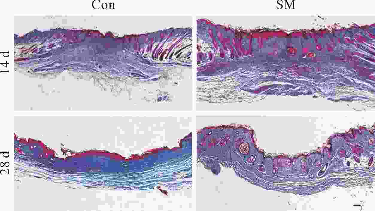 自制毛囊再生乳膏对小鼠皮肤创面毛囊再生的影响