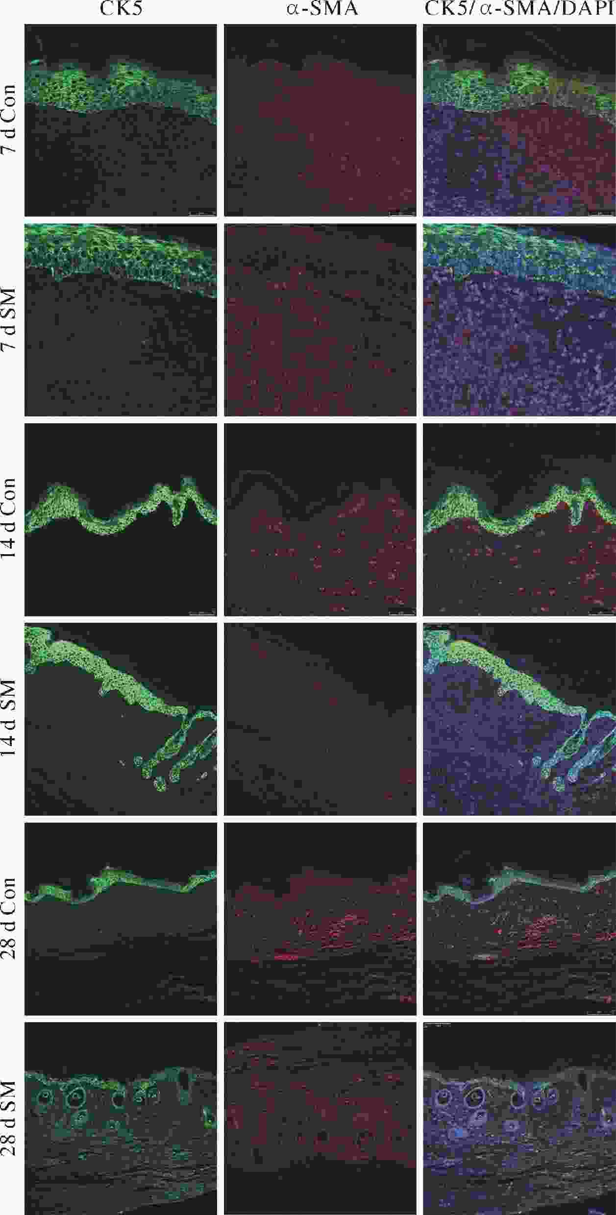 自制毛囊再生乳膏对小鼠皮肤创面毛囊再生的影响