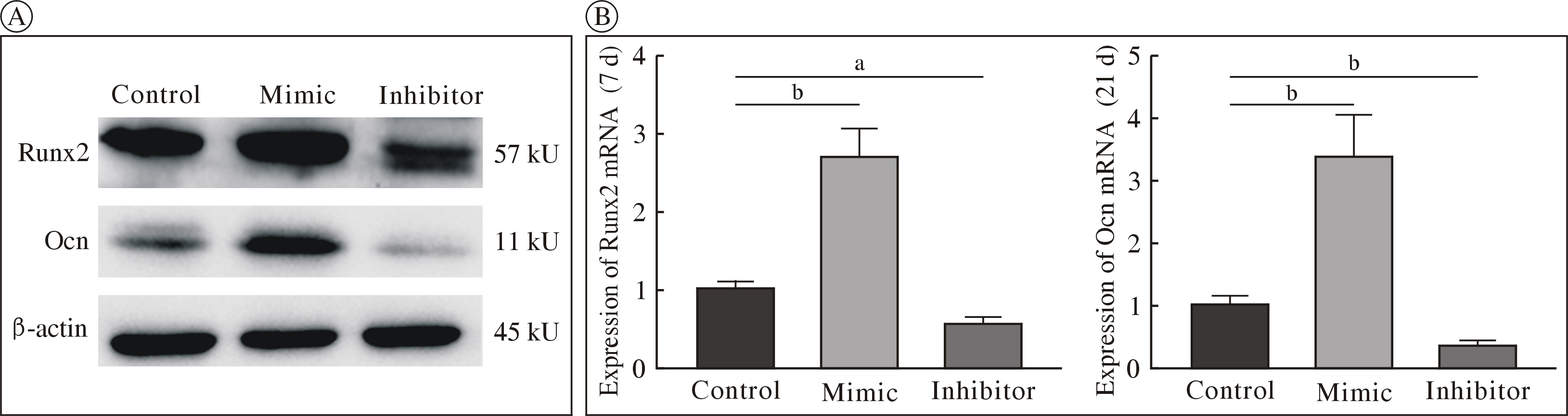 miR-129-5p调控MC3T3-E1细胞成骨分化的体外研究