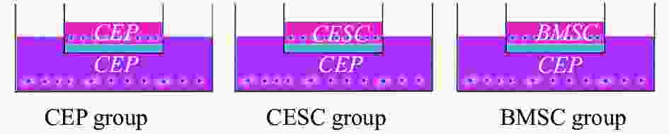 软骨终板干细胞及骨髓间充质干细胞对软骨终板细胞增殖分化的影响