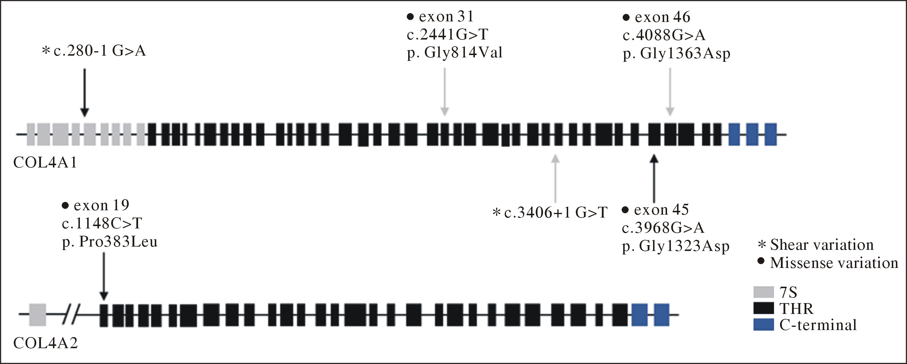 COL4A1/COL4A2基因变异相关婴儿痉挛症的临床特点及预后