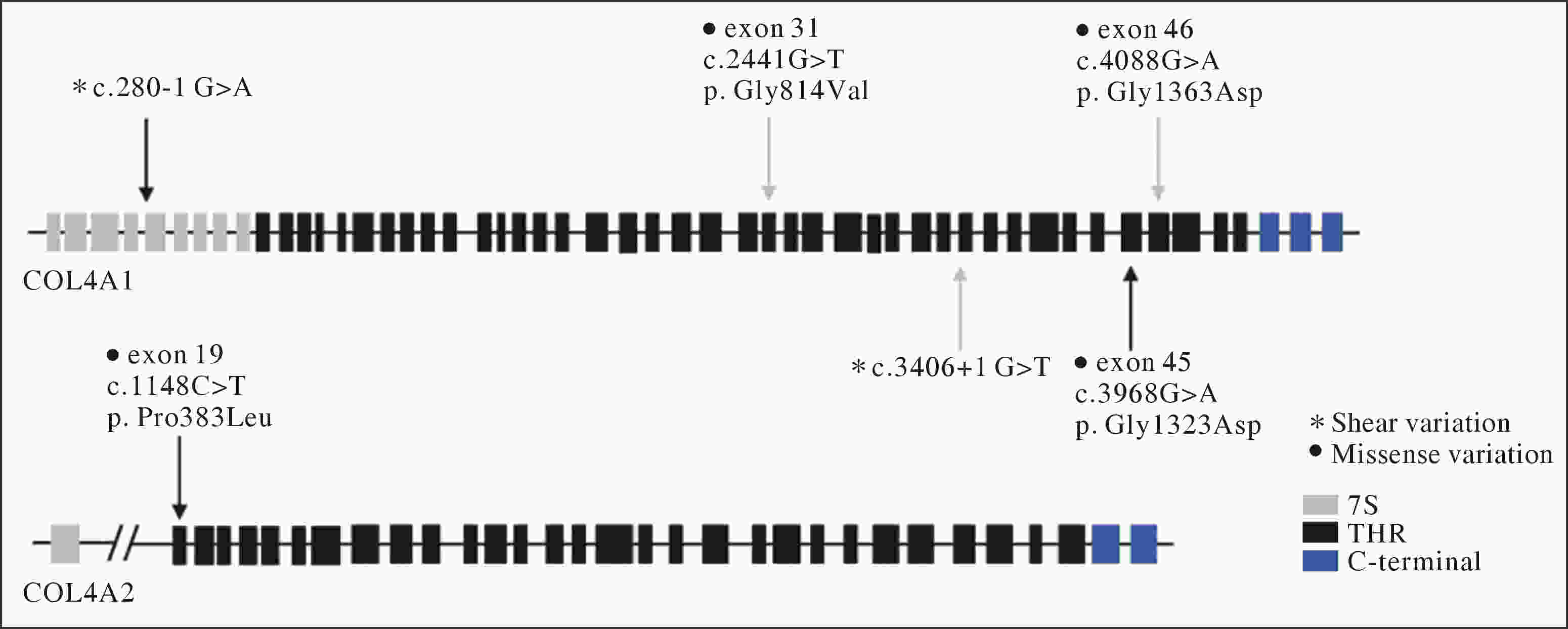COL4A1/COL4A2基因变异相关婴儿痉挛症的临床特点及预后