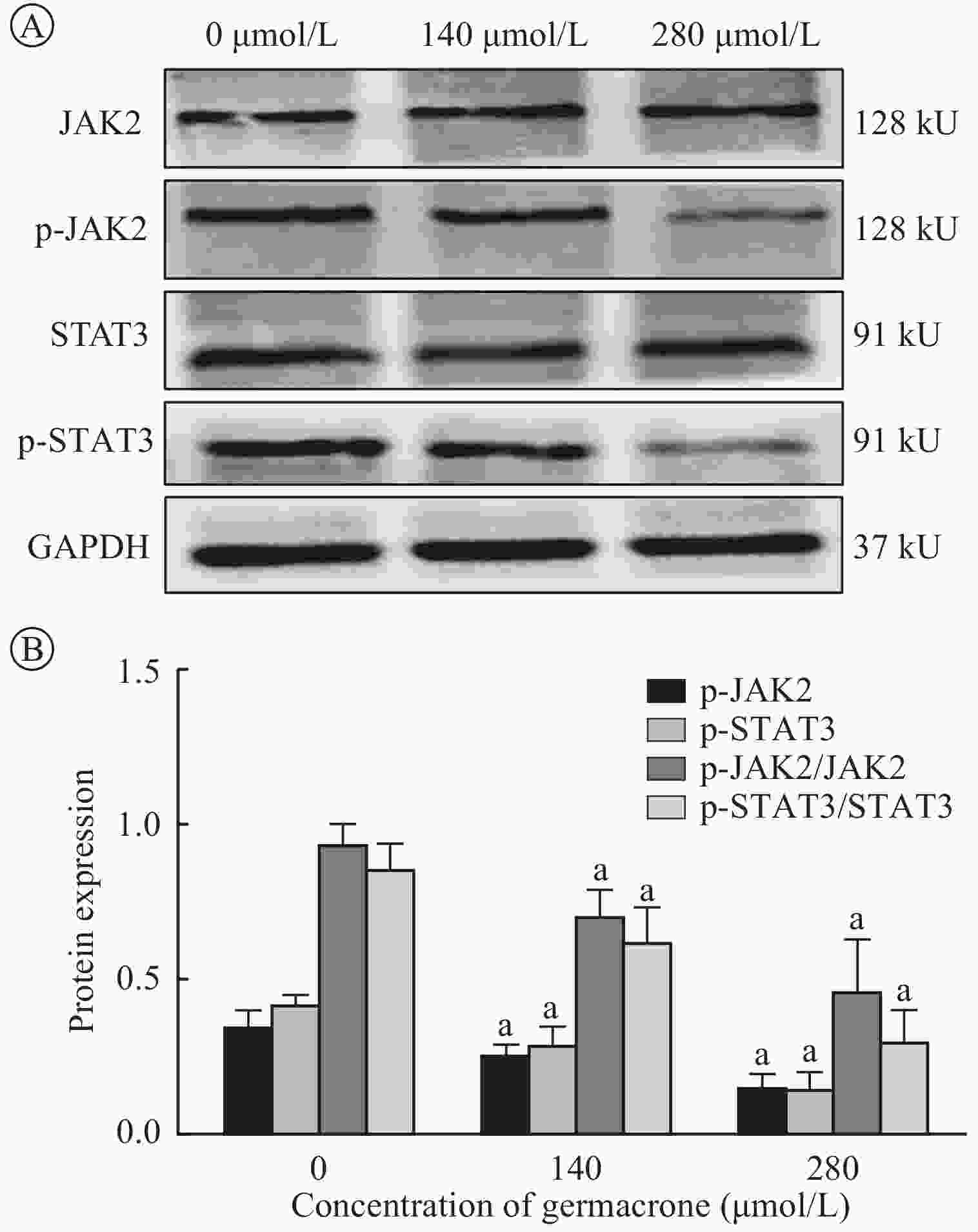 吉马酮调控JAK2/STAT3信号通路对卵巢癌SKOV3细胞增殖、迁移、侵袭的影响