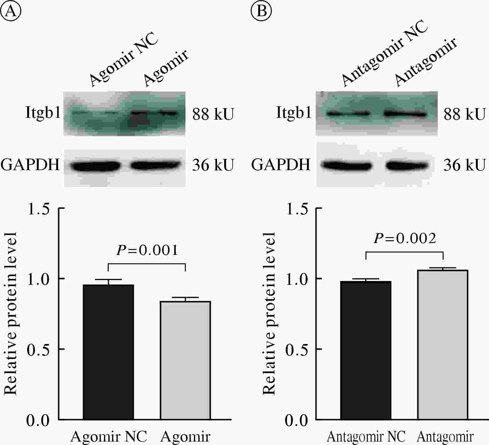 骨改建中miR-134-5p通过靶向Itgb1抑制小鼠破骨细胞形成的研究