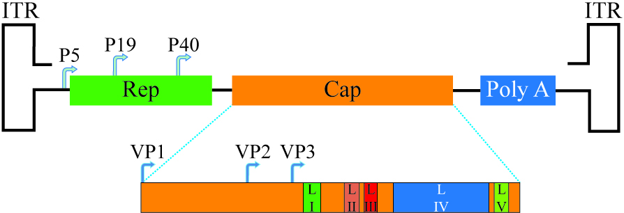 腺相关病毒衣壳蛋白修饰的研究进展