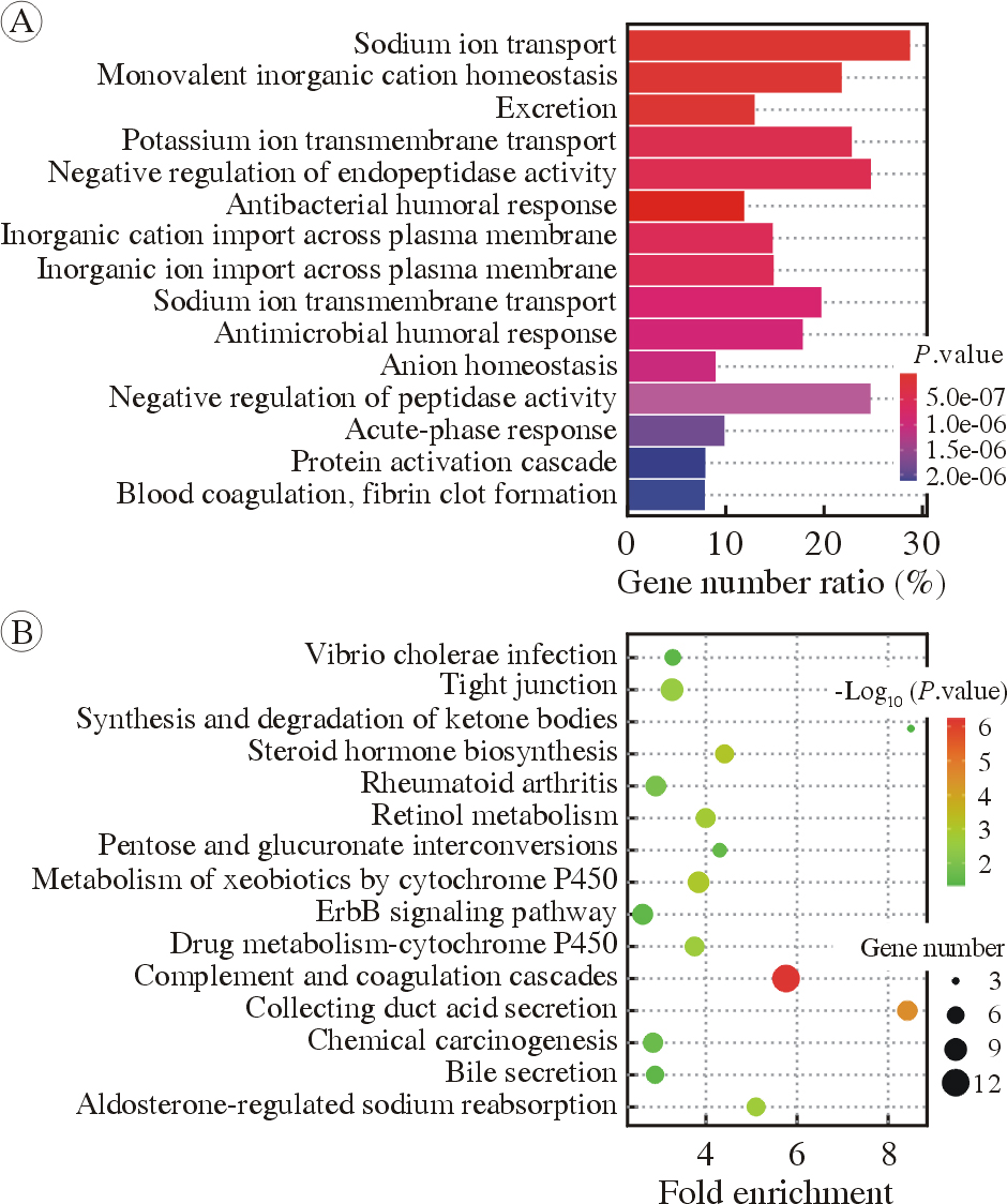 丙酮酸脱氢酶E1亚基α1在肾透明细胞癌中的表达及影响