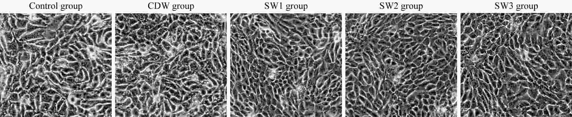 冲击波对糖尿病慢性创面微环境下HaCat细胞增殖及迁移的影响