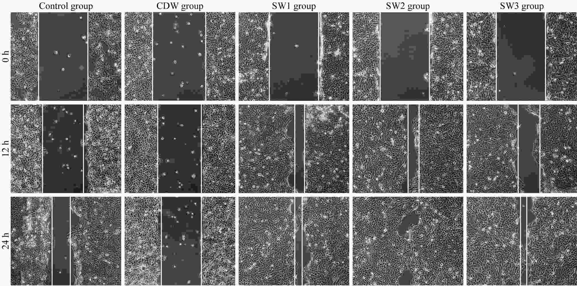 冲击波对糖尿病慢性创面微环境下HaCat细胞增殖及迁移的影响