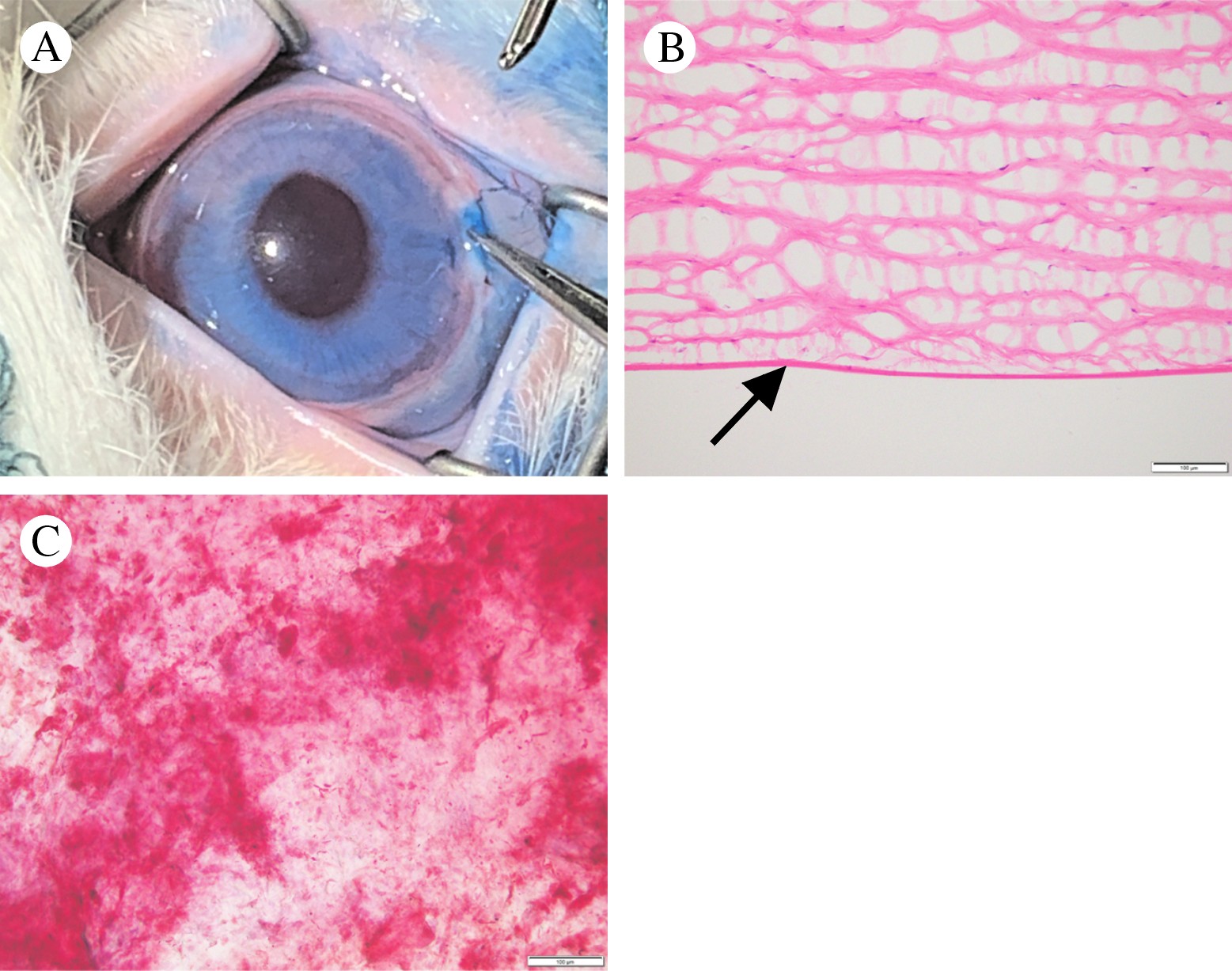 Anterior chamber injection of cultured corneal endothelial cells for ...