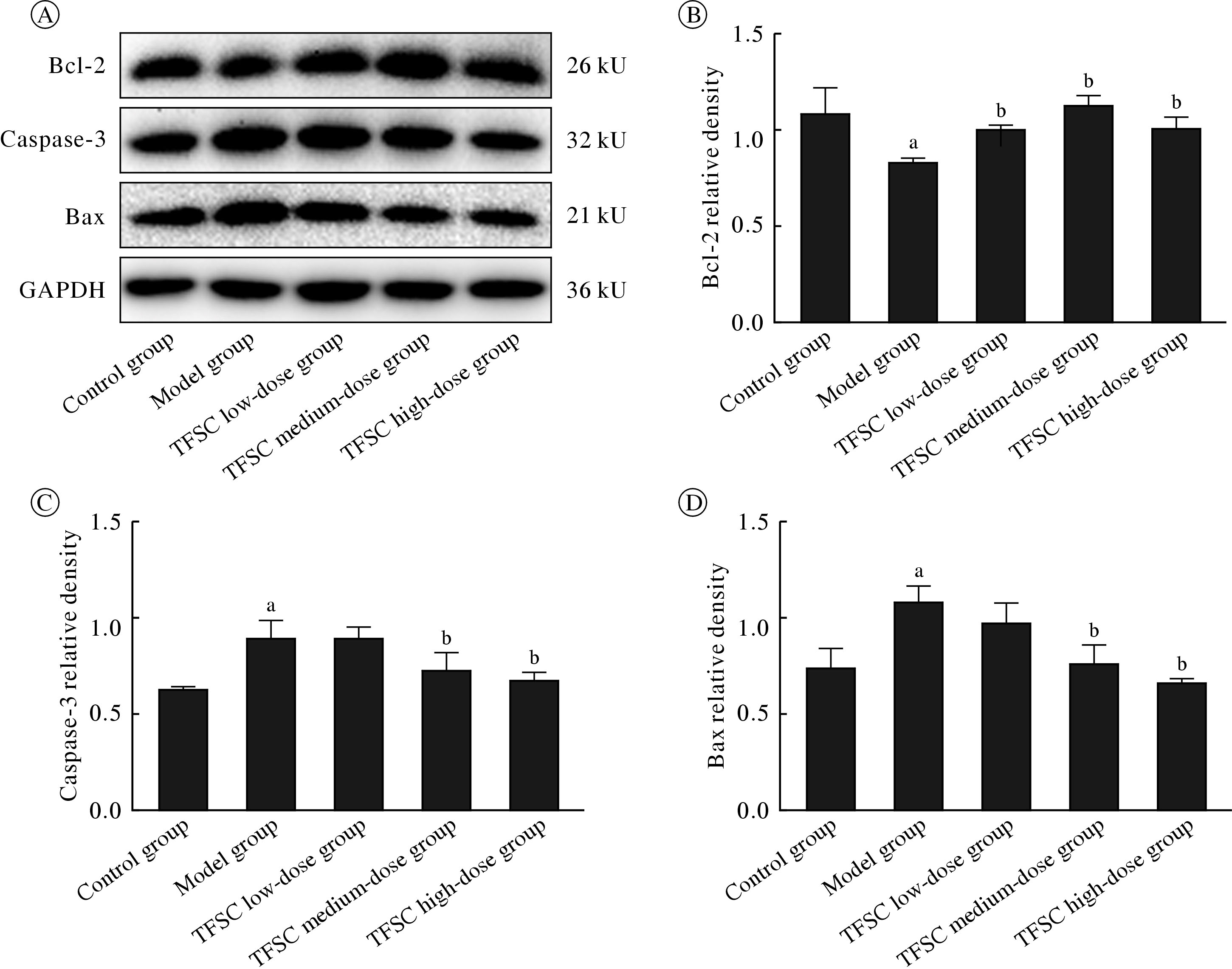 菟丝子总黄酮对小鼠睾丸间质细胞凋亡相关蛋白Bax、Bcl-2、Caspase-3的影响