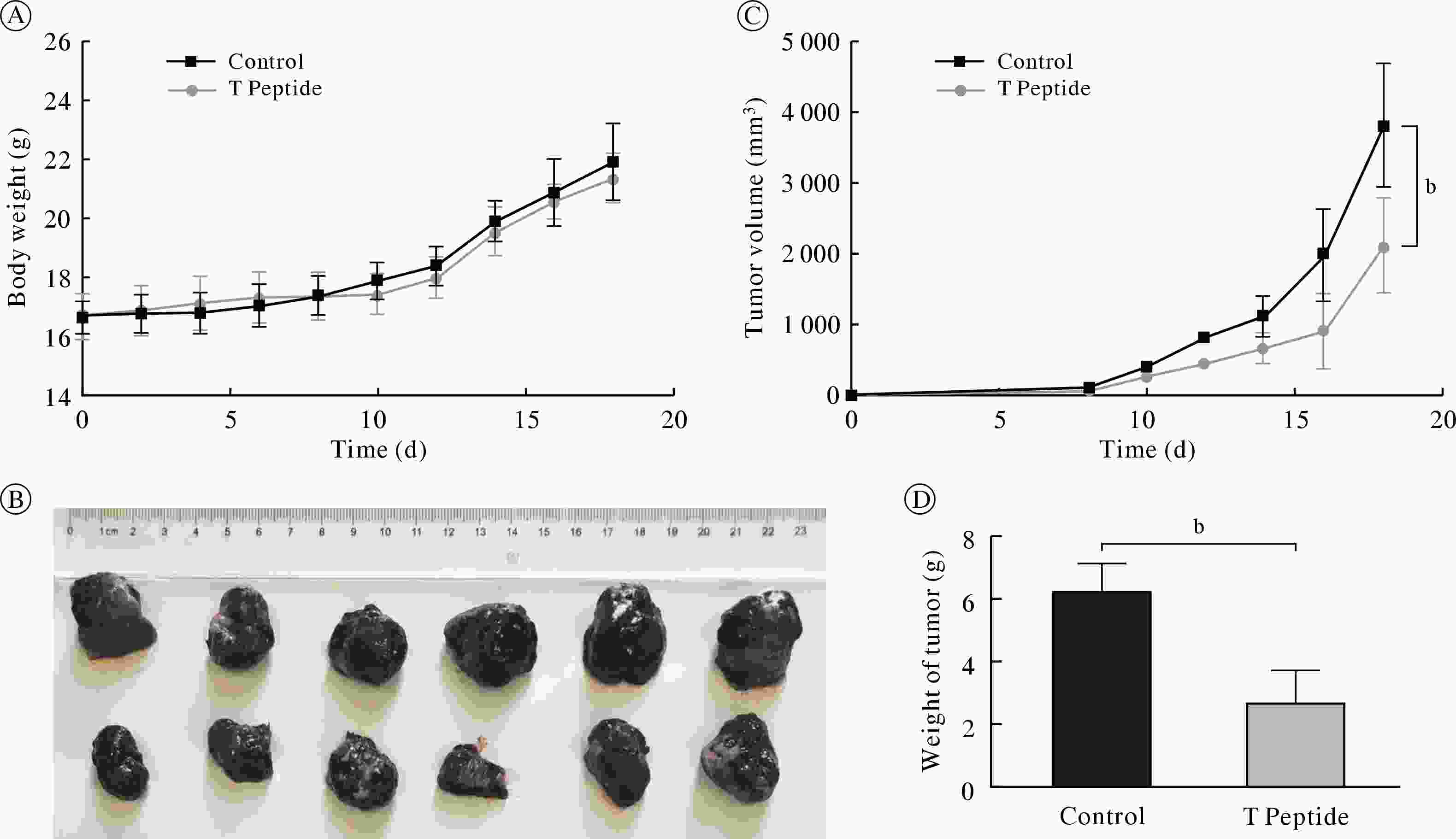 Tuftsin衍生物T肽的抗肿瘤作用及机制探讨