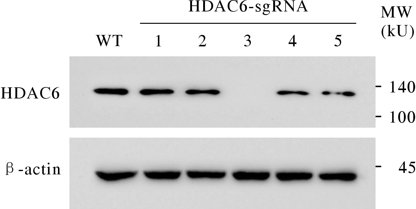HDAC6基因敲除的人肝癌细胞系的构建及其生物学功能鉴定