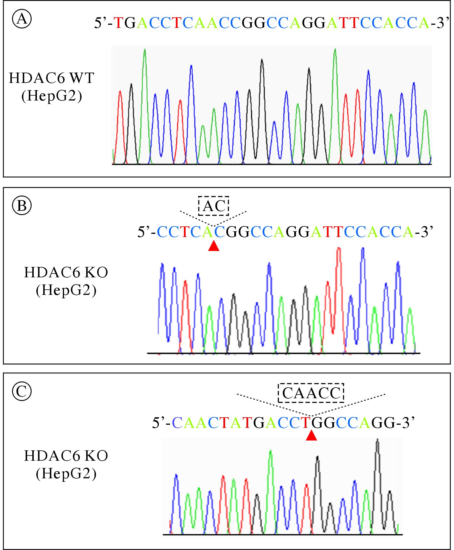 HDAC6基因敲除的人肝癌细胞系的构建及其生物学功能鉴定