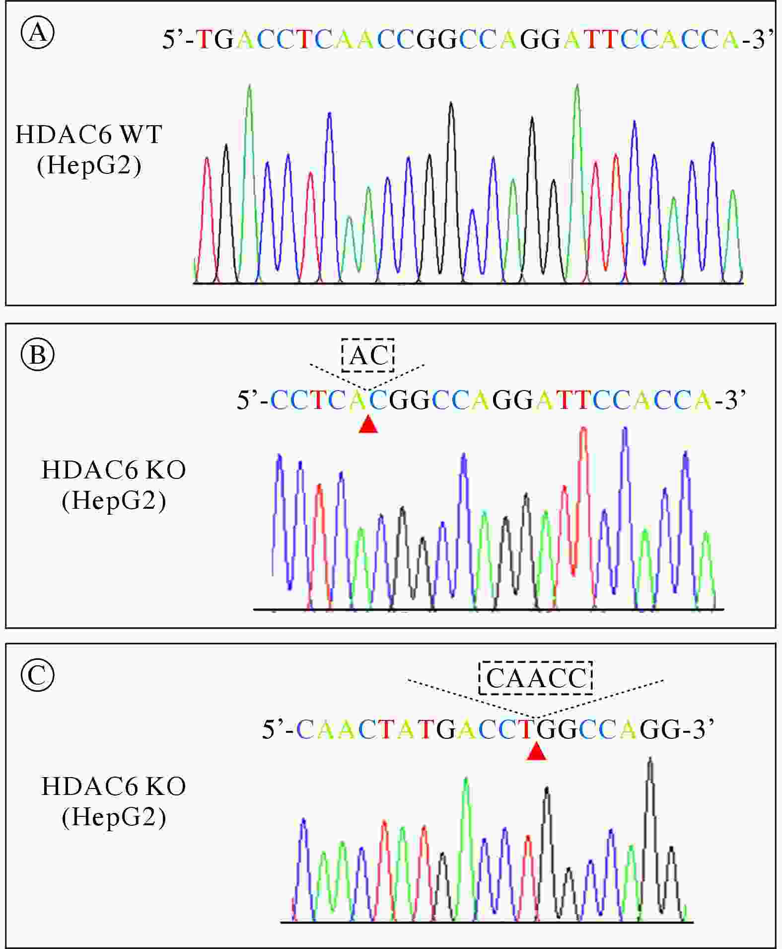 HDAC6基因敲除的人肝癌细胞系的构建及其生物学功能鉴定
