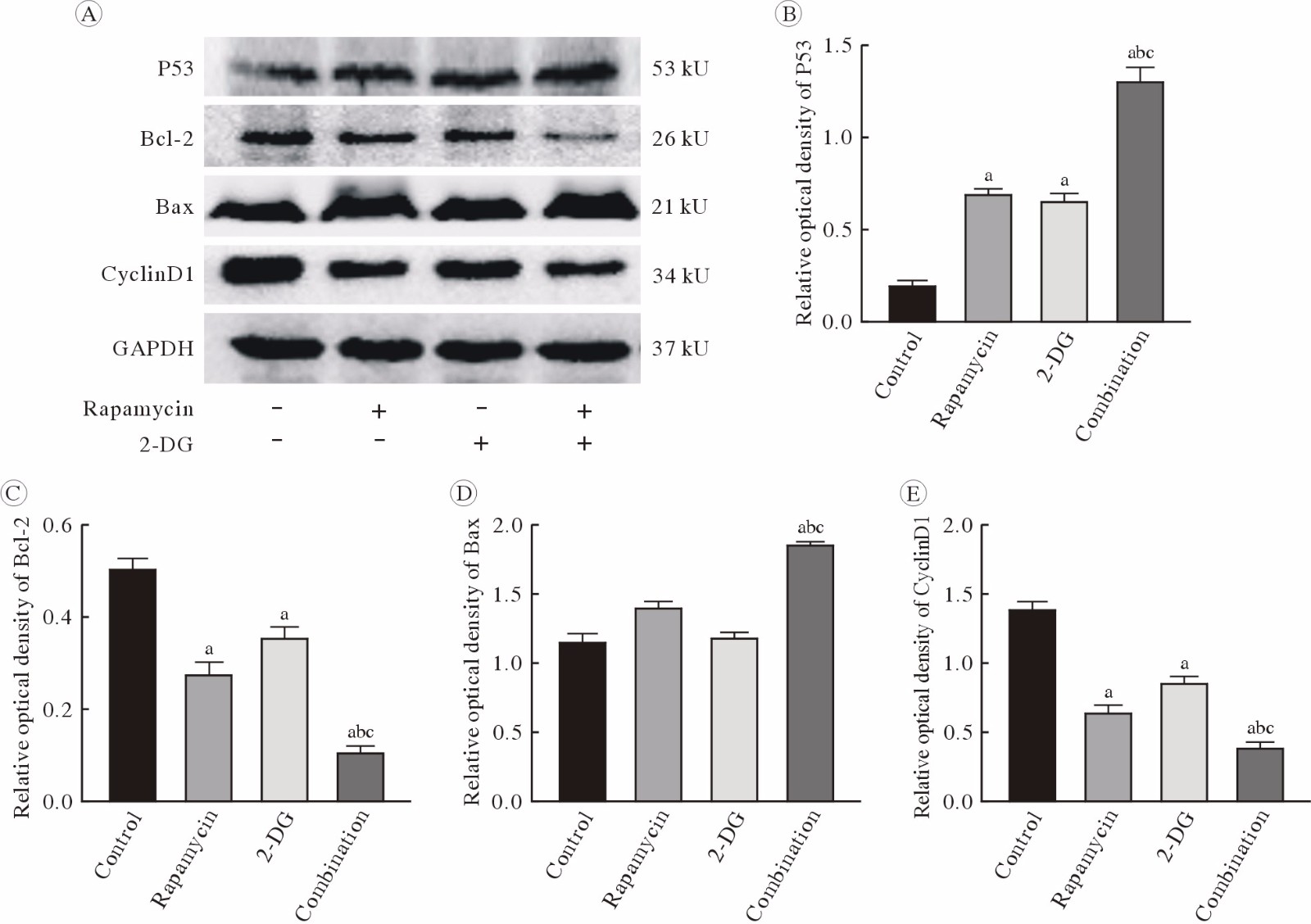 雷帕霉素联合2-DG对多发性骨髓瘤细胞增殖和凋亡的影响