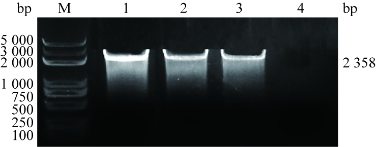 人GFP-Sp1基因真核表达载体的构建及其对细胞周期调控作用研究