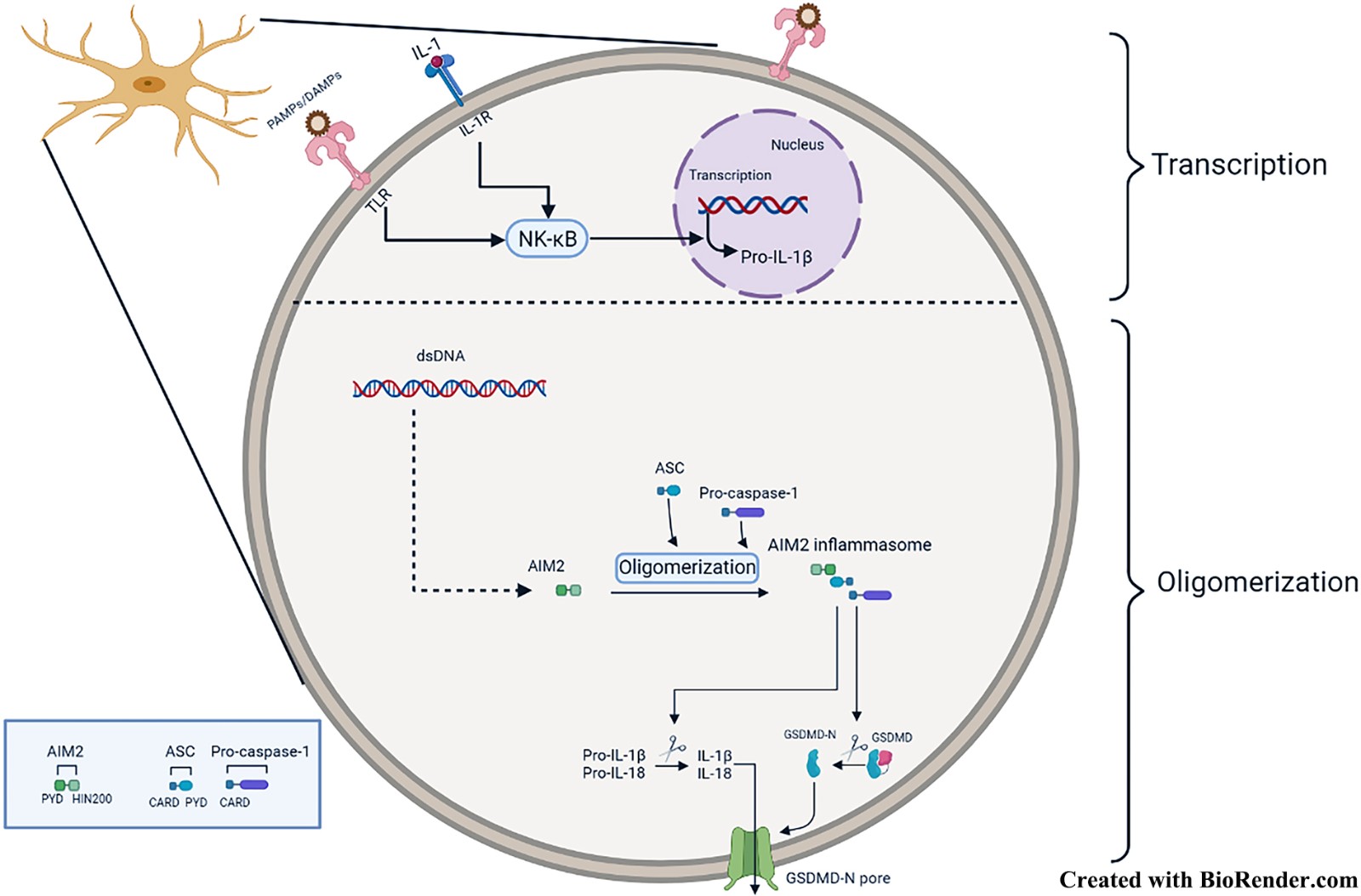 NLRP3、AIM2炎症小体在创伤性脑损伤中作用的研究进展