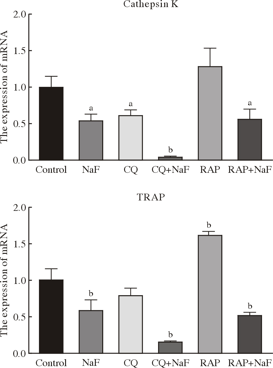 氟通过AKT/mTOR/ULK1信号通路对破骨细胞自噬的影响