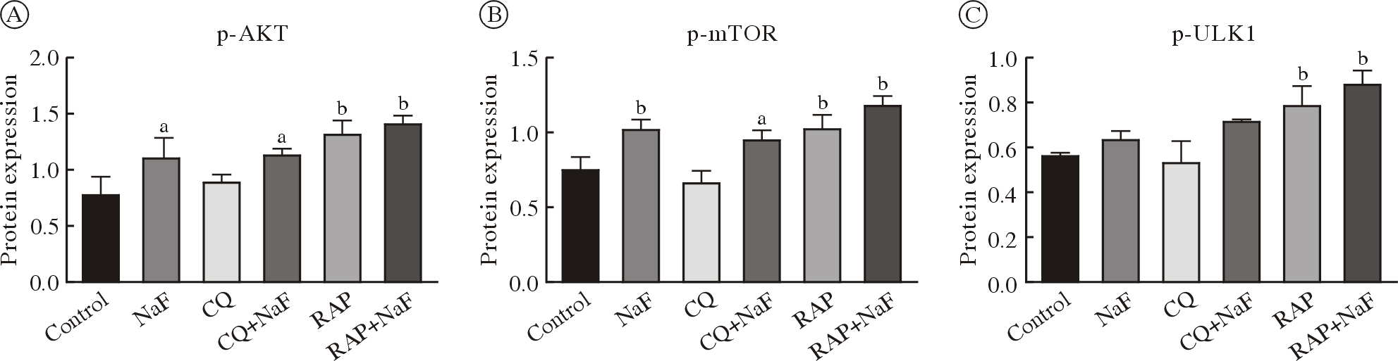 氟通过AKT/mTOR/ULK1信号通路对破骨细胞自噬的影响