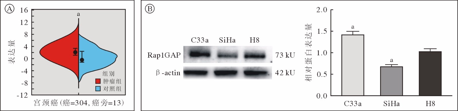 Rap1GAP激酶通过 AMPK 信号通路影响宫颈癌细胞增殖、侵袭及迁移的研究