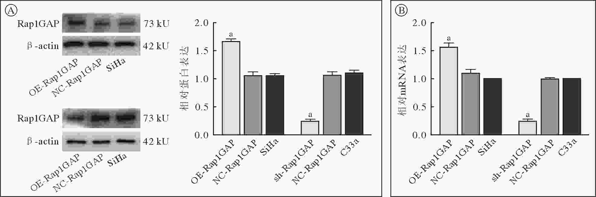 Rap1GAP激酶通过 AMPK 信号通路影响宫颈癌细胞增殖、侵袭及迁移的研究