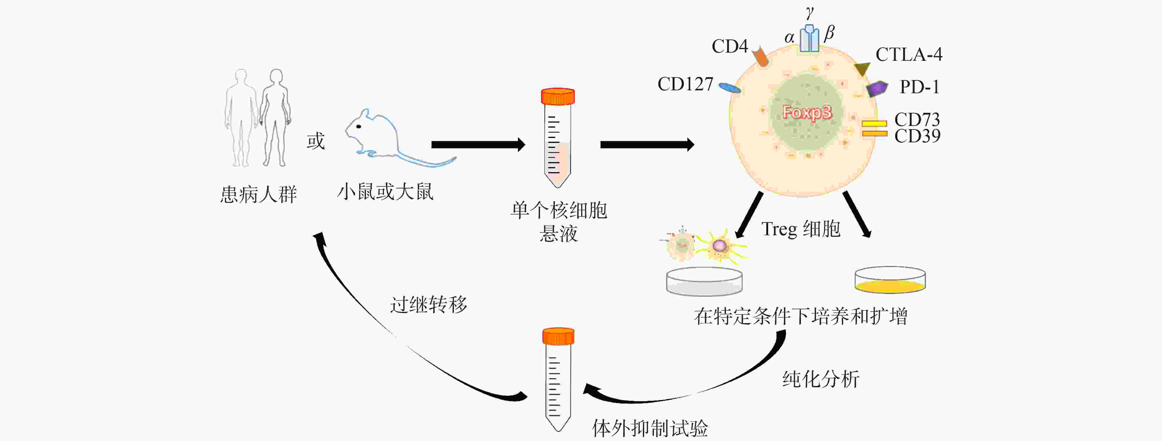 调节性T细胞过继治疗在自身免疫性疾病中的研究进展