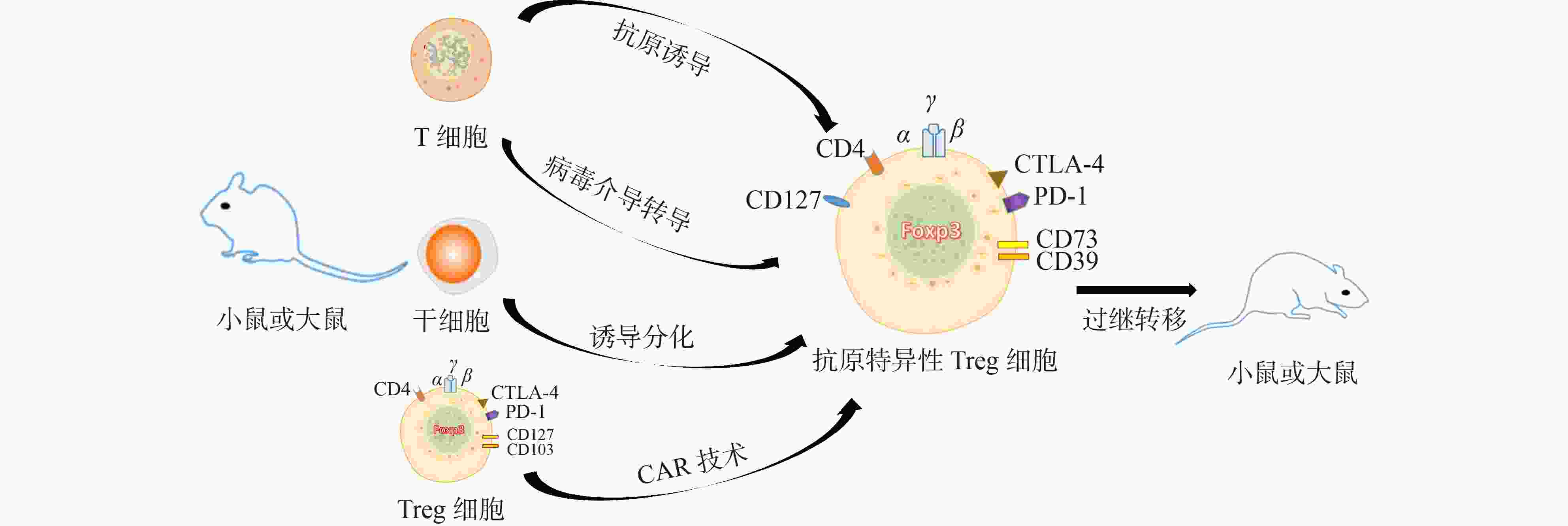 调节性T细胞过继治疗在自身免疫性疾病中的研究进展